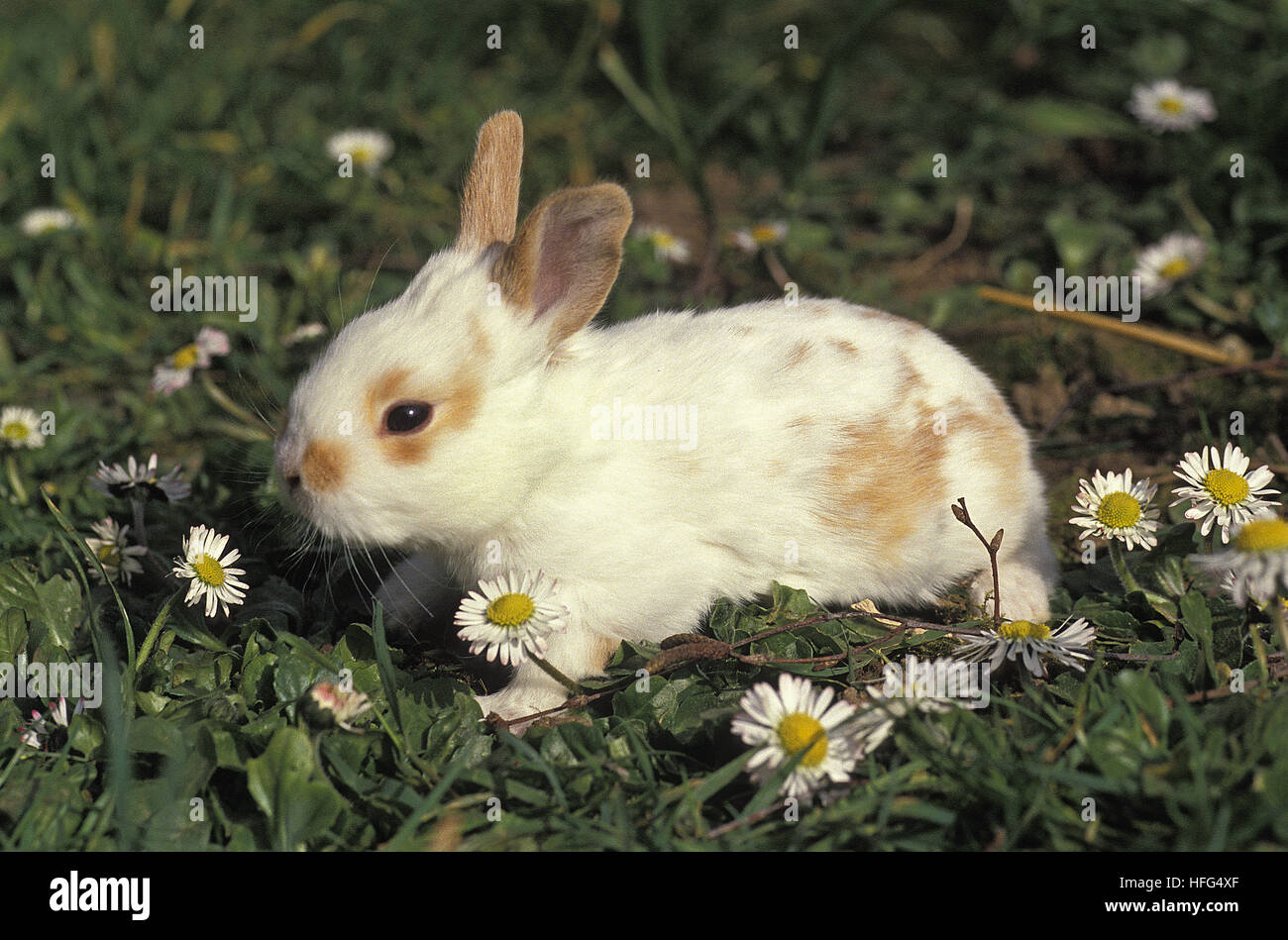 Dwarf Domestic Rabbit, young among Flowers Stock Photo - Alamy