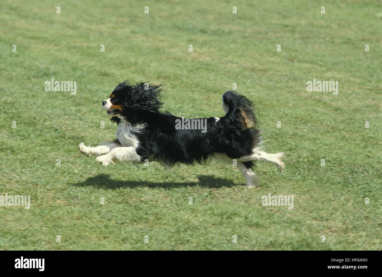 Cavalier King Charles Spaniel Running High Resolution Stock Photography ...