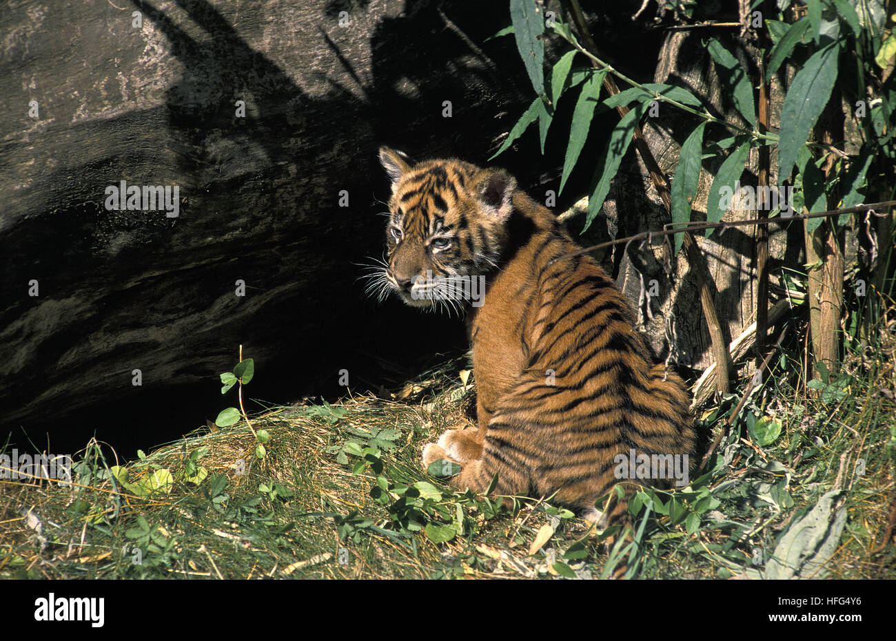 Sumatran tiger baby High Resolution Stock Photography and Images - Alamy