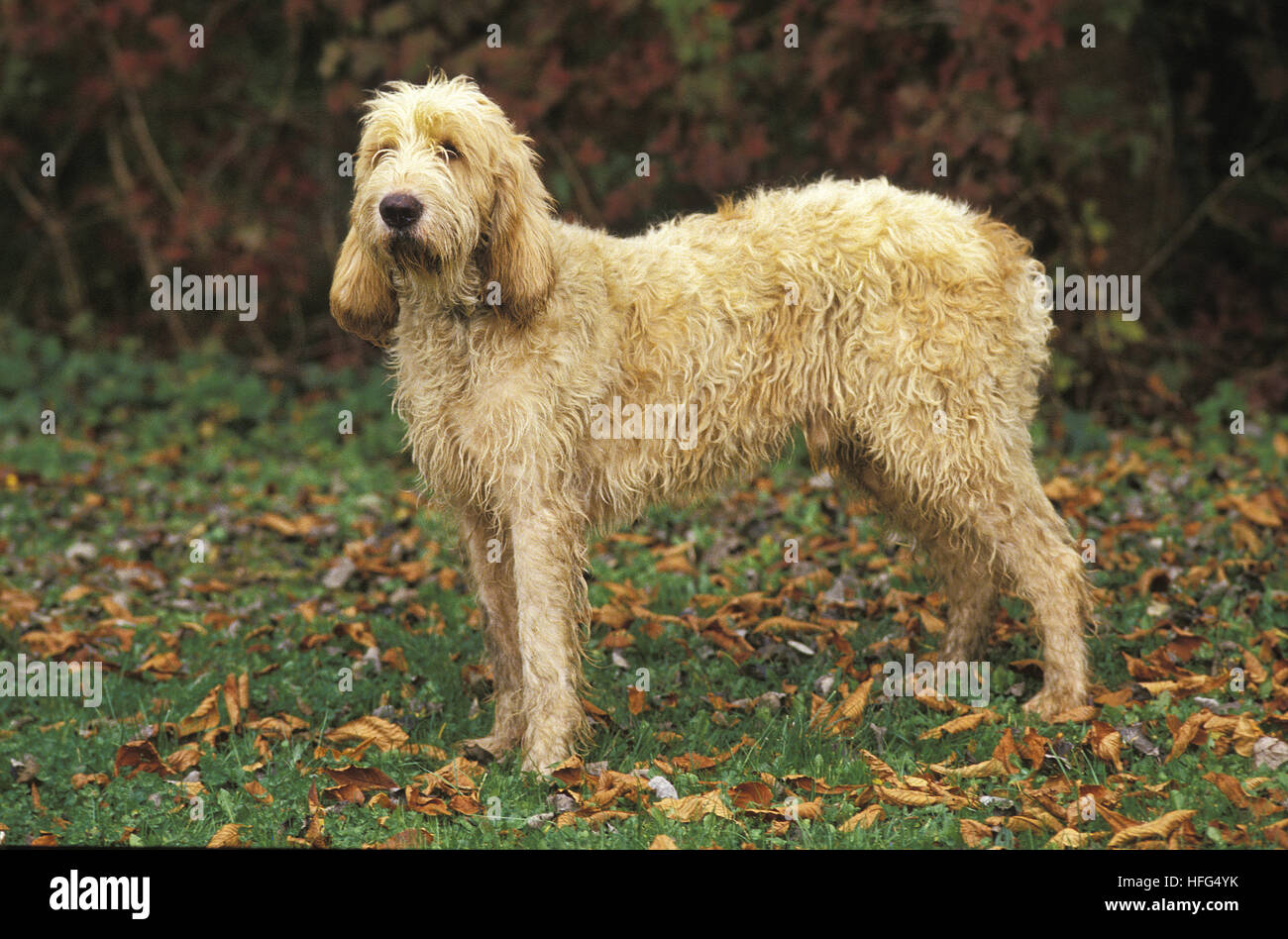 Great griffon vendeen hi-res stock photography and images - Alamy