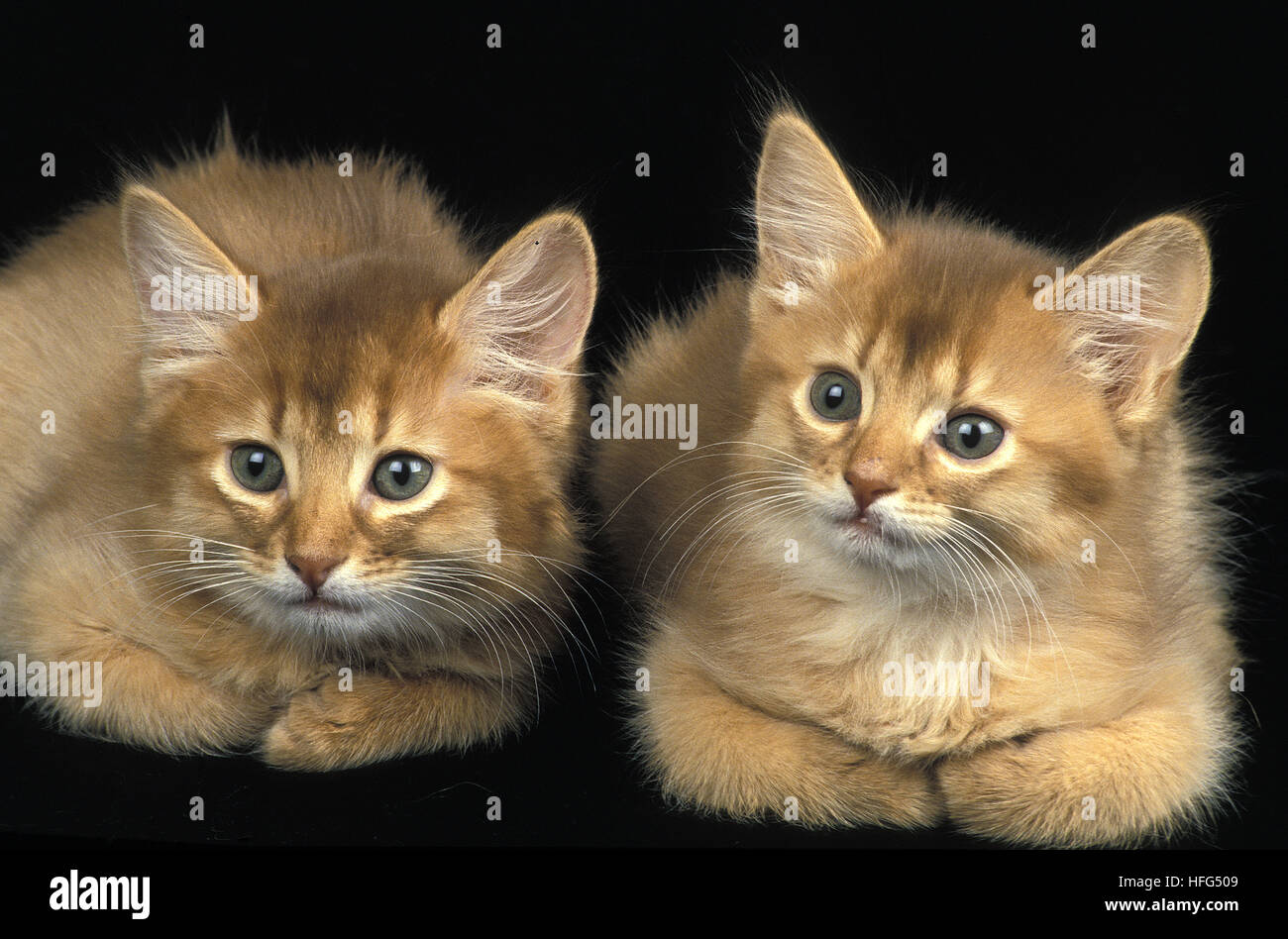 Red Somali Domestic Cat, Kittens laying agains Black Background Stock ...