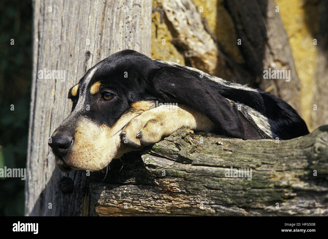 Great Blue Gascony Hound Stock Photo - Alamy