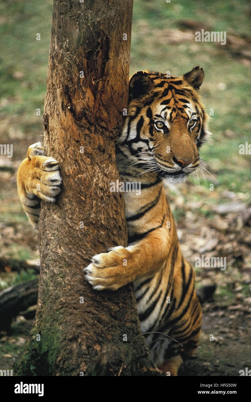 Sumatran Tiger, panthera tigris sumatrae, Adult scratching tree Stock ...