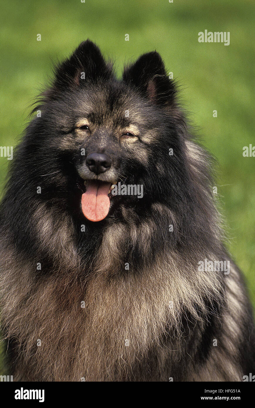 Wolf Spitz, Portrait of Dog with Tongue out Stock Photo - Alamy