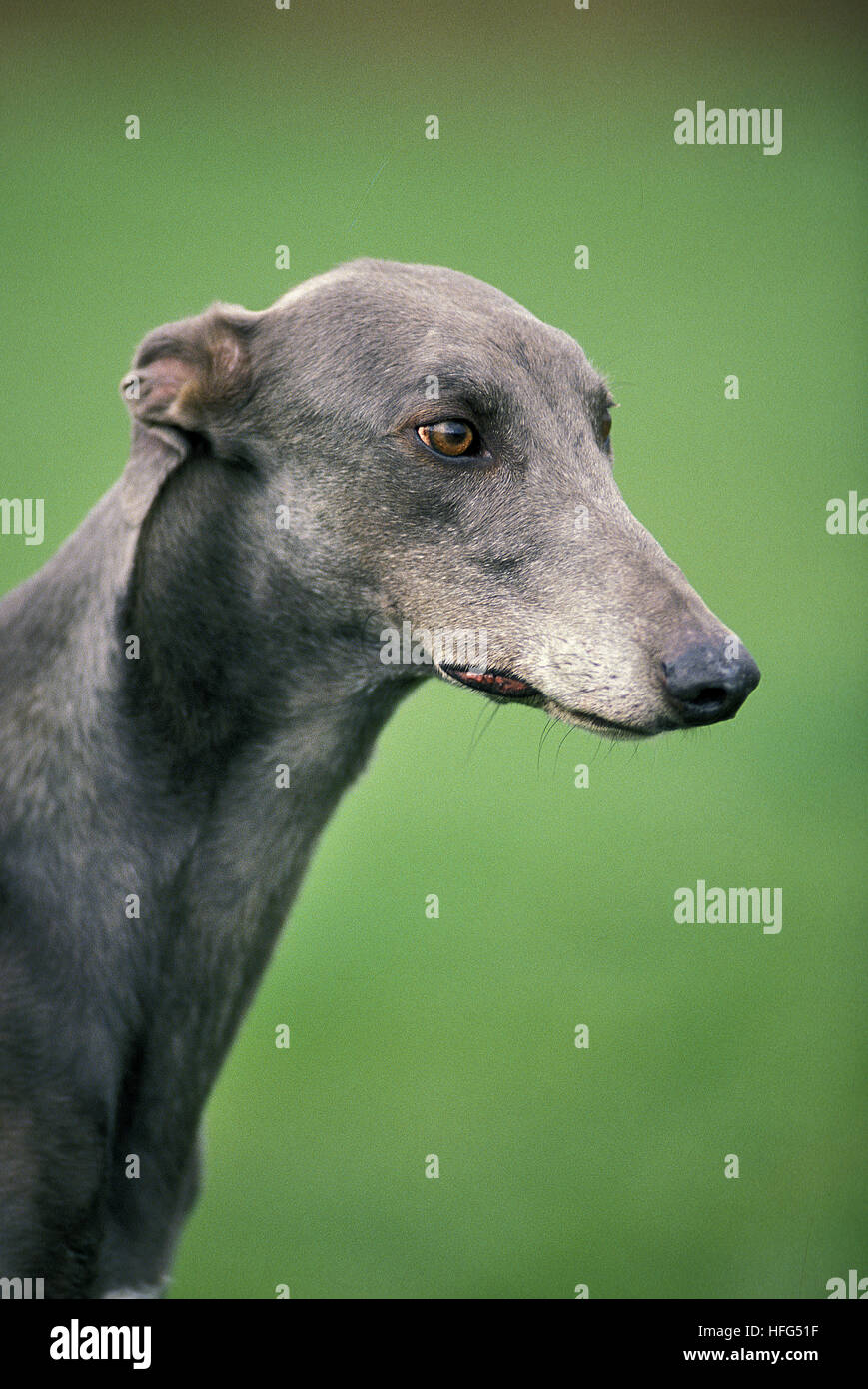 Greyhound, Portrait of Male Stock Photo - Alamy