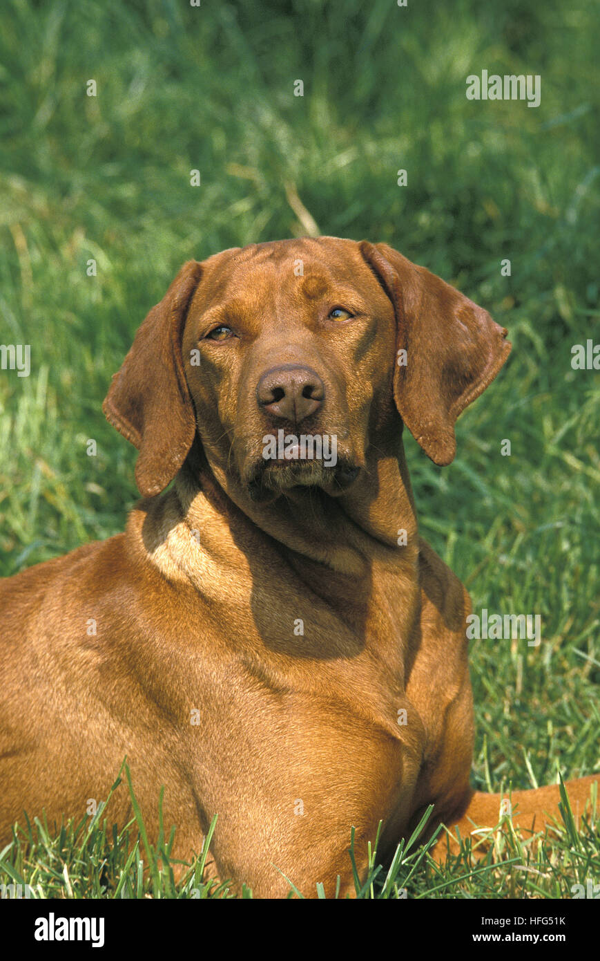 Hungarian Vizsla Hunting Dog High Resolution Stock Photography and ...