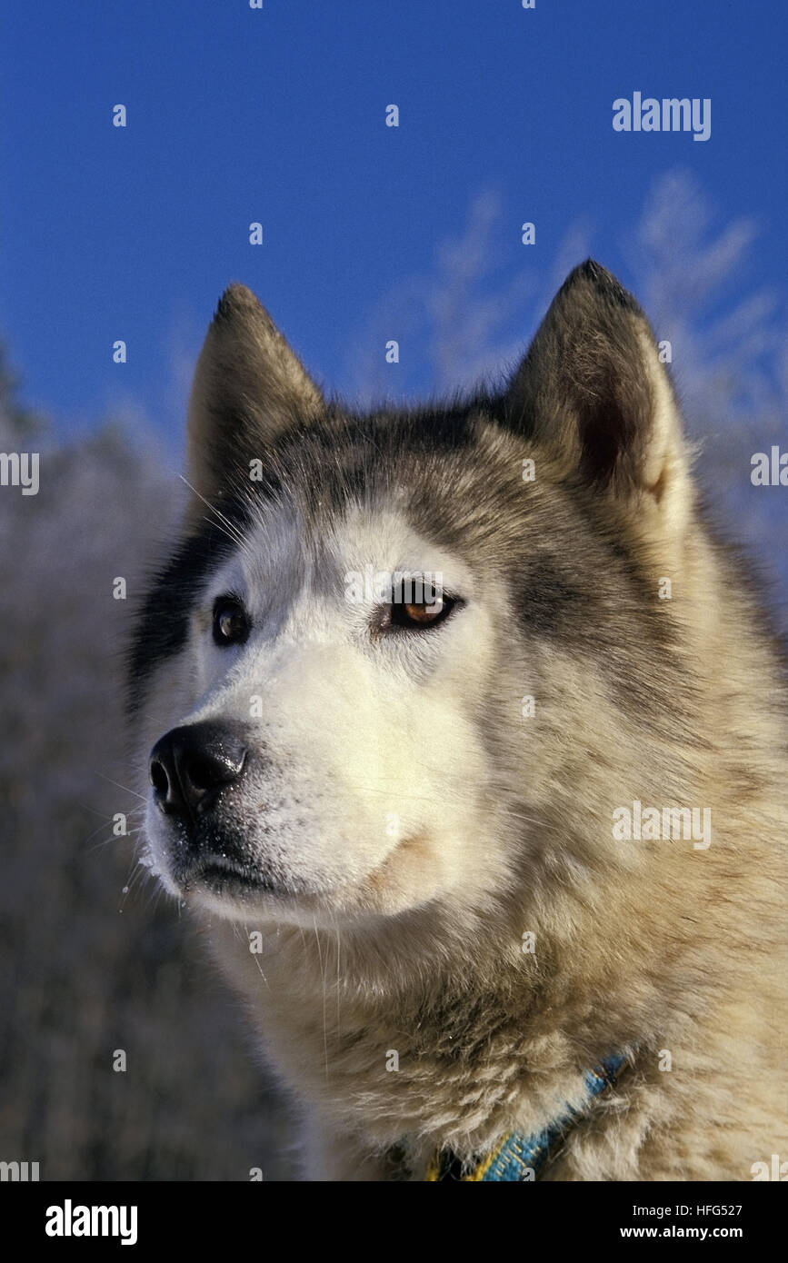 Siberian Husky, Portrait of Adult Stock Photo - Alamy
