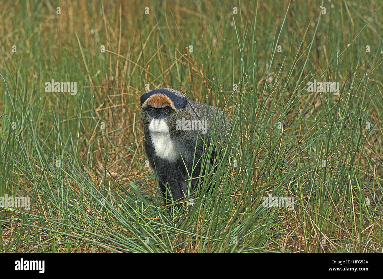 De Brazza's Monkey, cercopithecus neglectus Stock Photo - Alamy