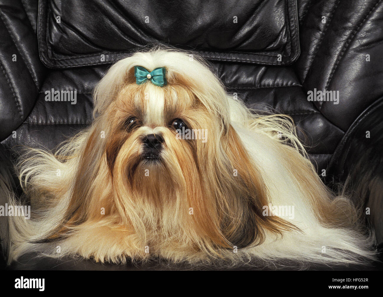 Shi Tzu Dog laying Stock Photo - Alamy