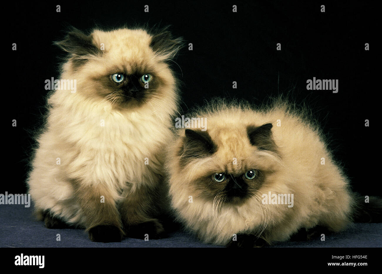 Colourpoint Persian Domestic Cat, Kittens against Black Background ...