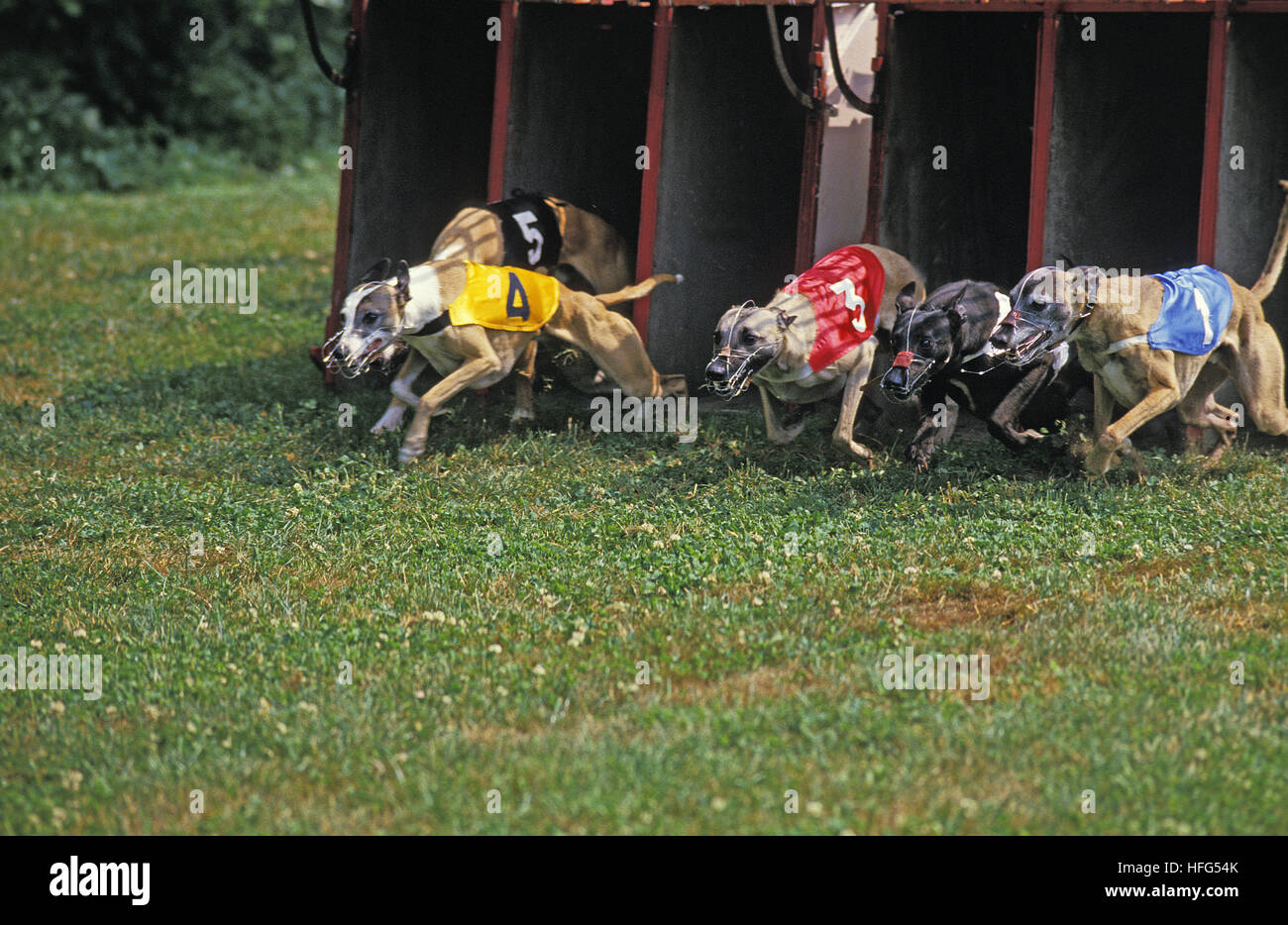 Greyhound race hi-res stock photography and images - Alamy