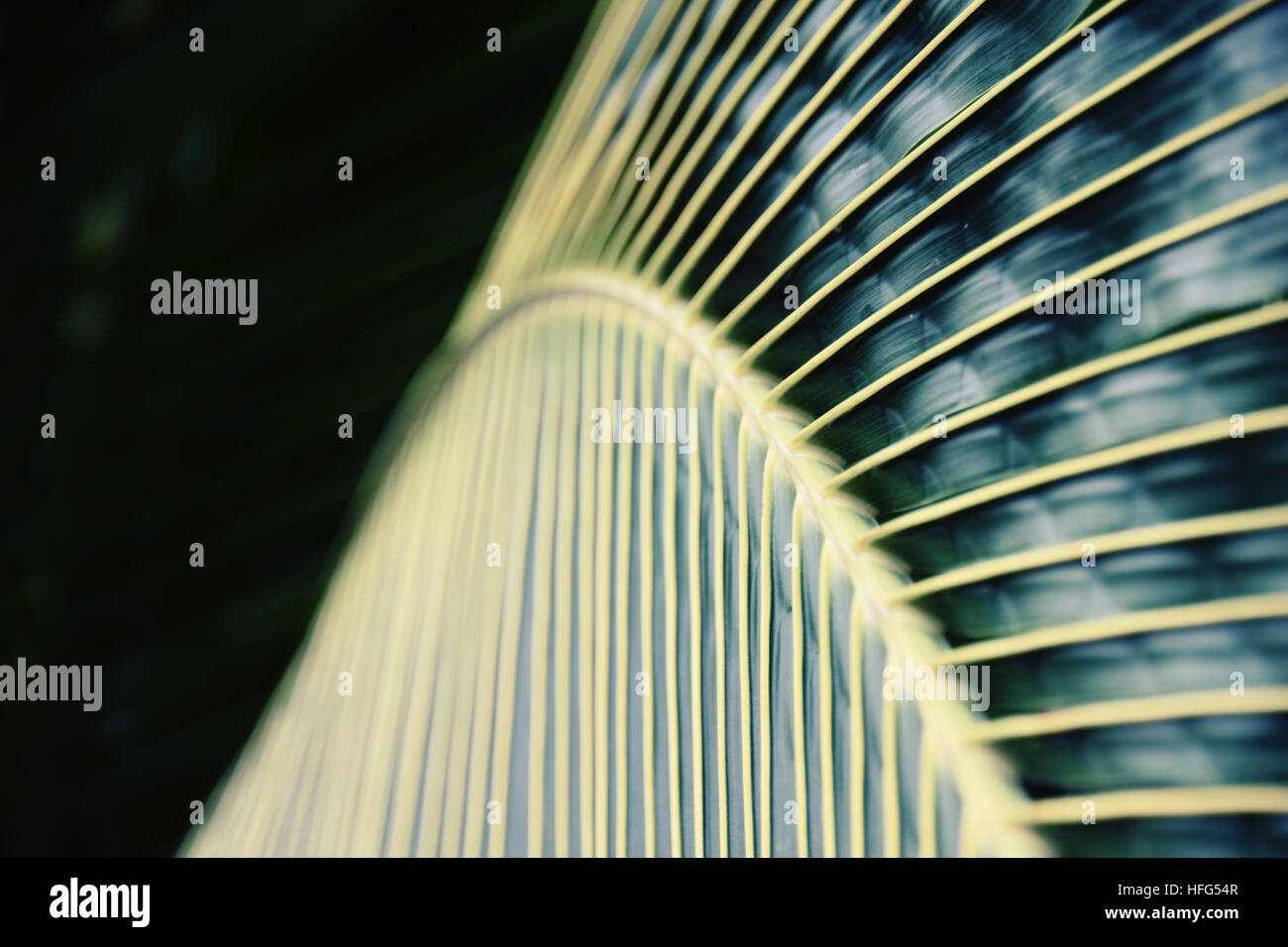 Palm leaf with ridges hi-res stock photography and images - Alamy