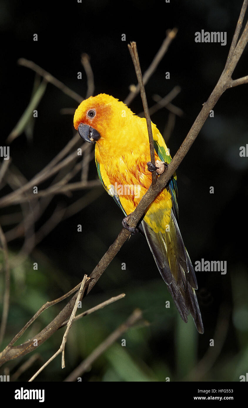 Solstitialis hi-res stock photography and images - Alamy