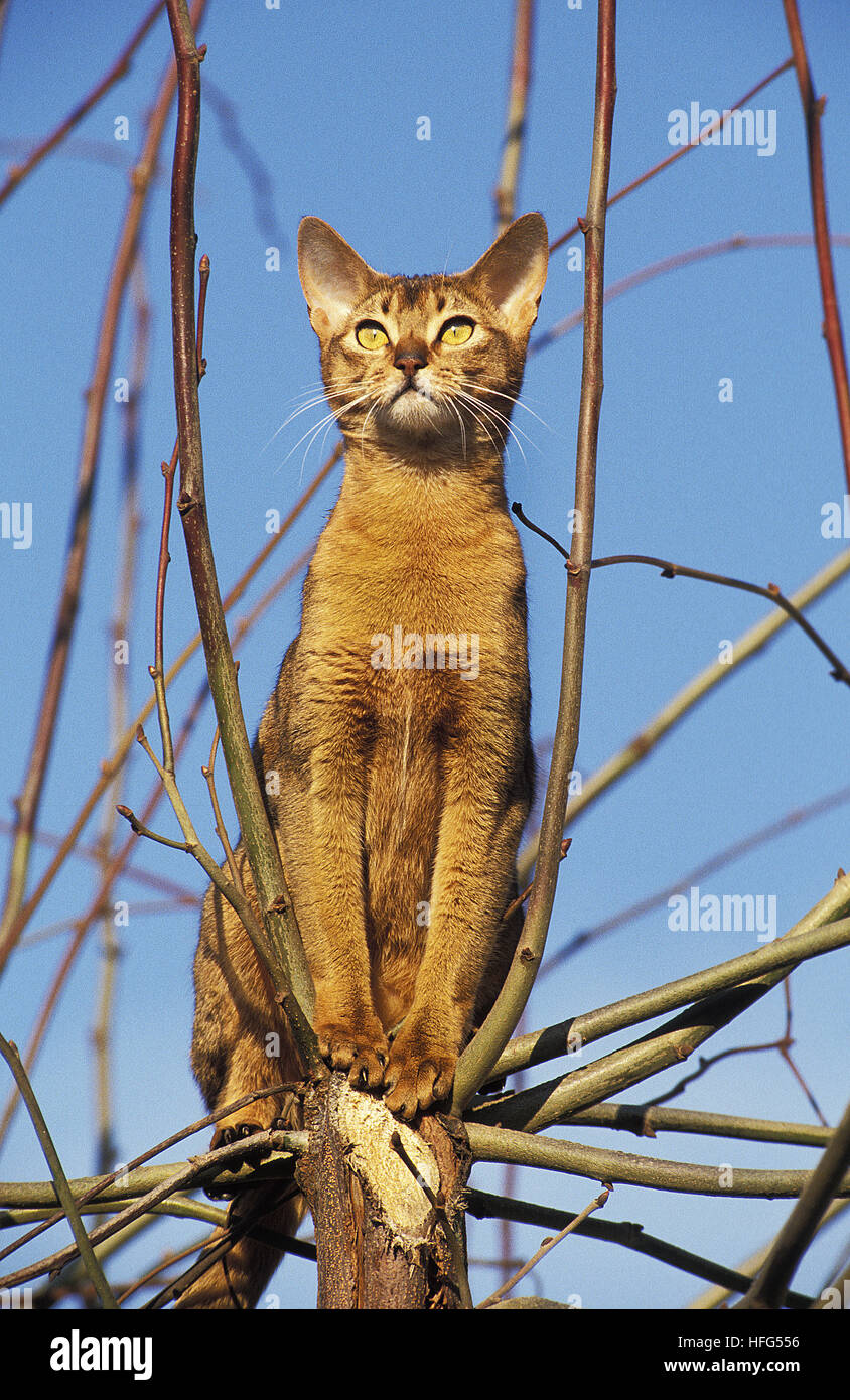 Abyssinian Cat Sitting High Resolution Stock Photography and Images - Alamy