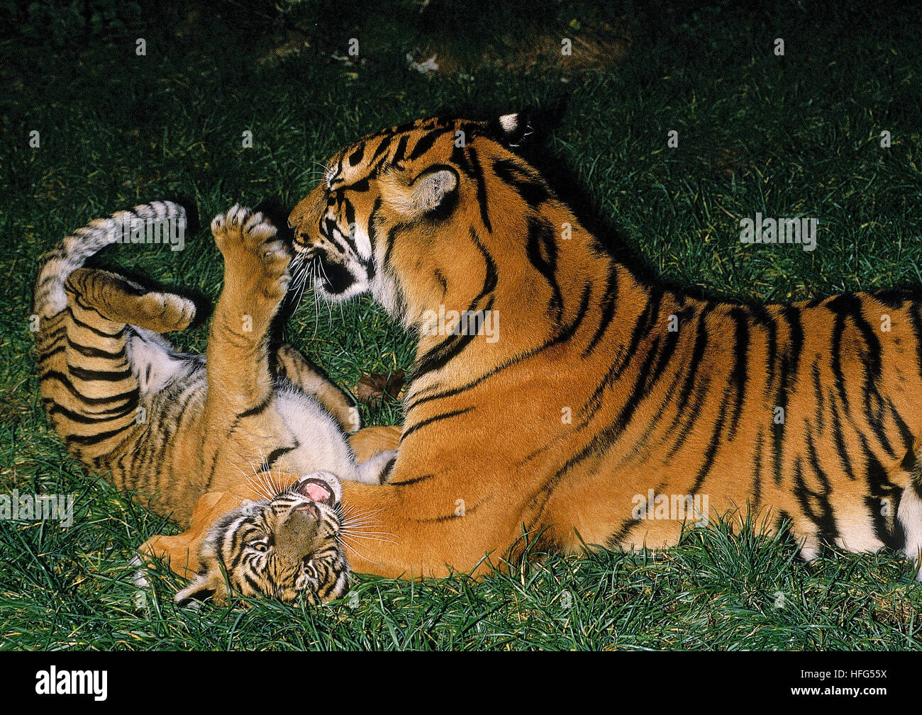Sumatran Tiger, panthera tigris sumatrae, Mother and Cub playing Stock ...