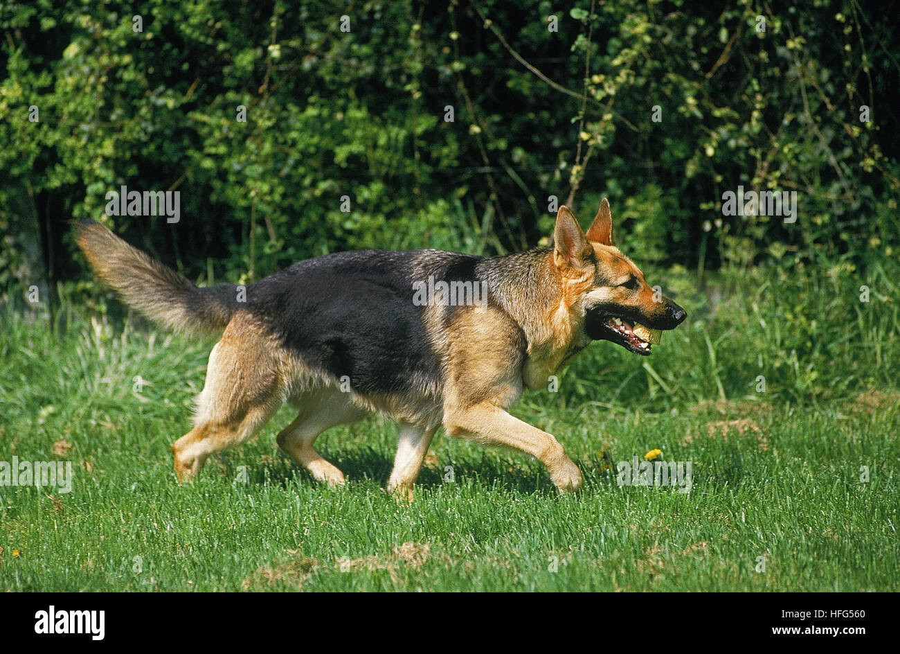 German Shepherd Dog Stock Photo - Alamy