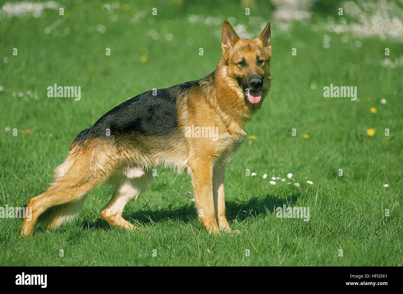 Male german shepherd dog hi-res stock photography and images - Alamy