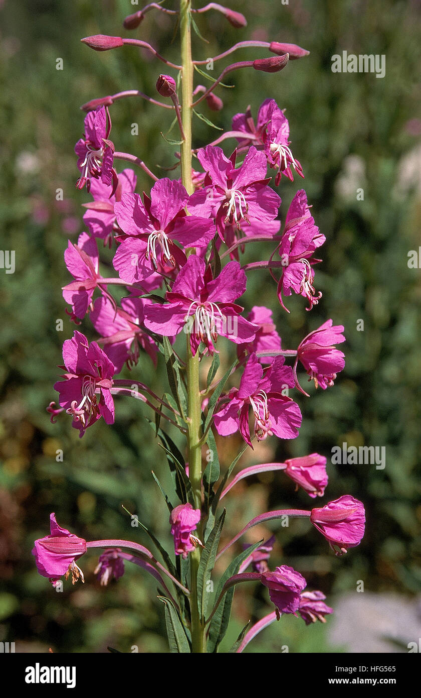 Rosebay willowherb hi-res stock photography and images - Alamy