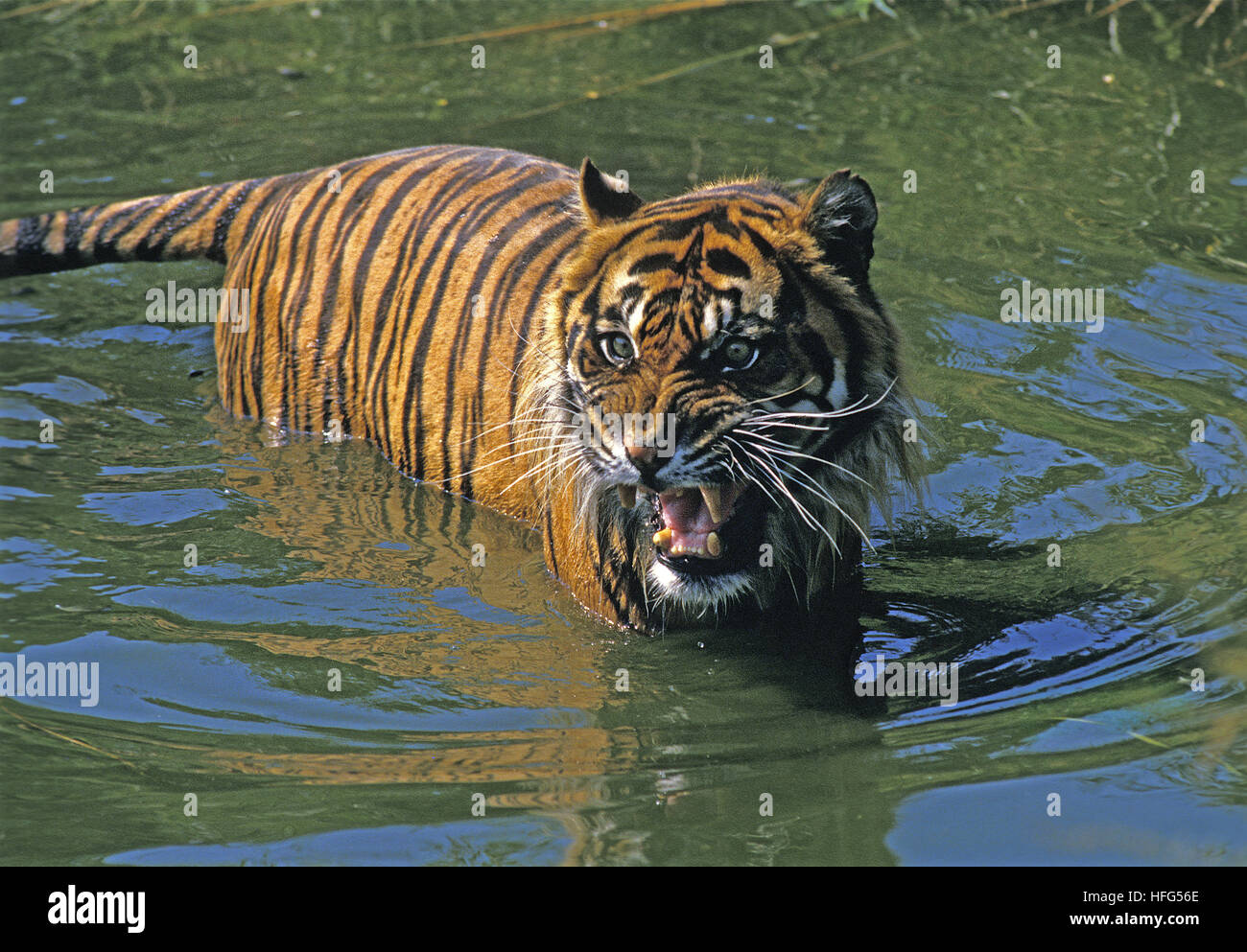 Siberian Tiger, panthera tigris altaica, Adult Snarling, standing in Water Stock Photo - Alamy