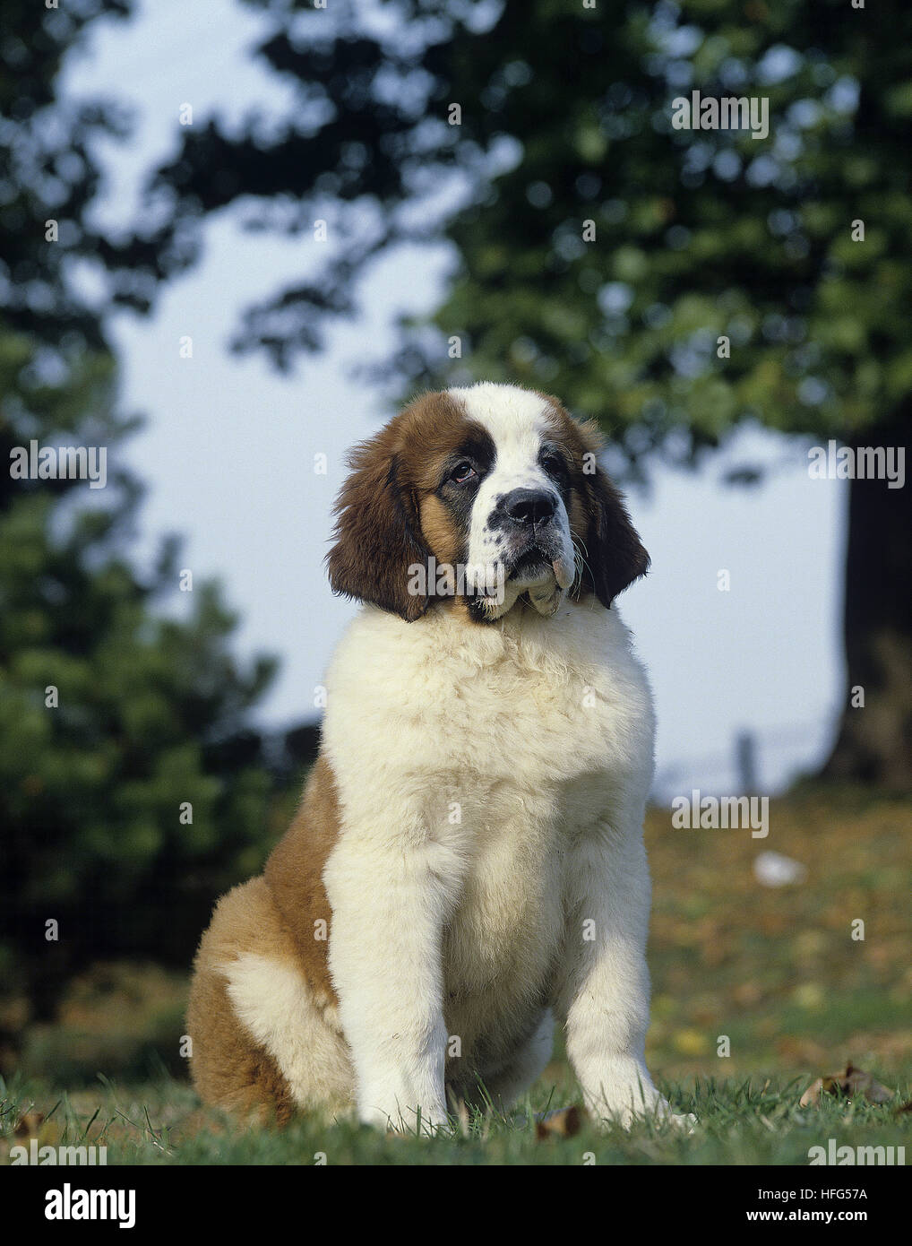 Young saint bernard hi-res stock photography and images - Alamy