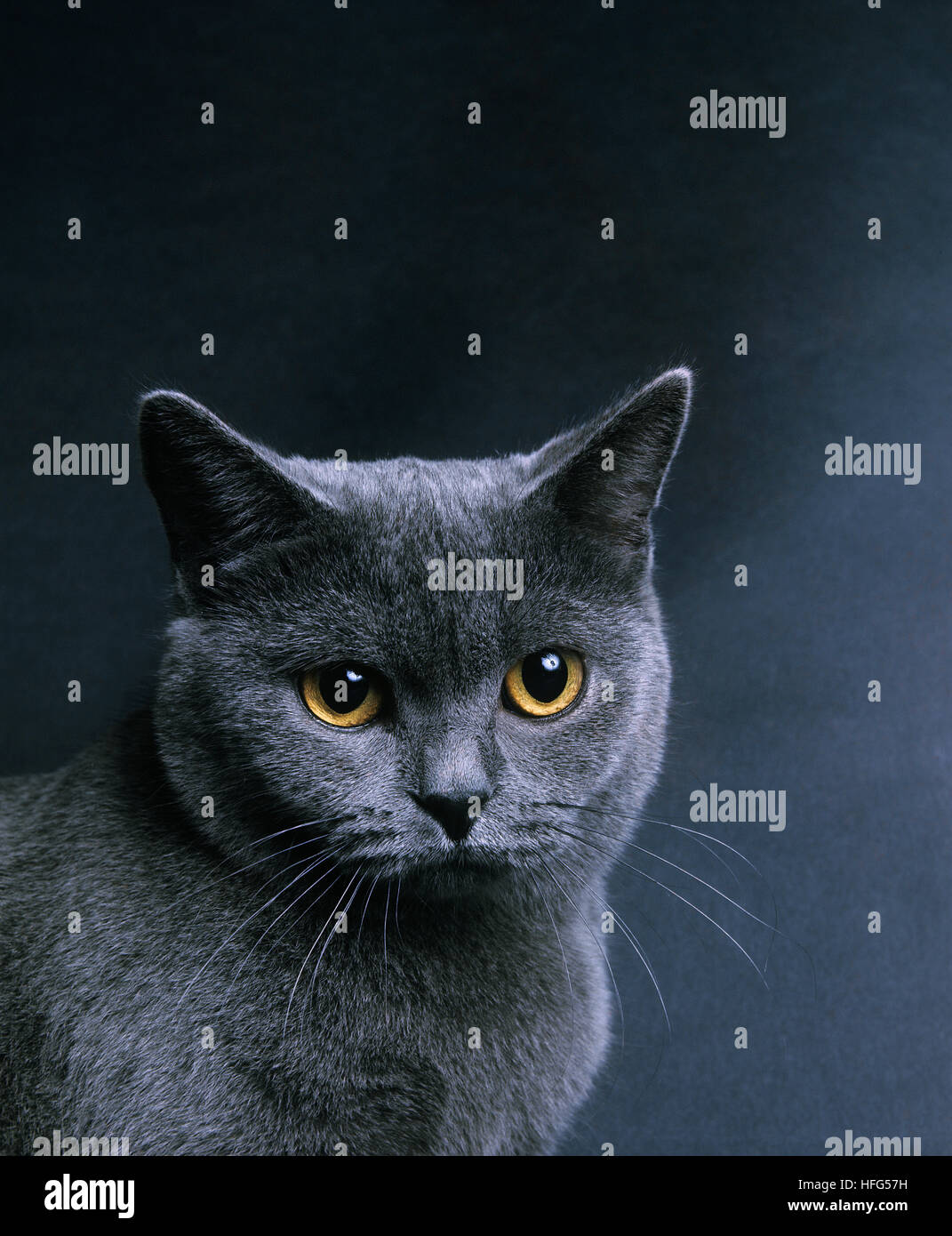 Chartreux Domestic Cat, Portrait of Adult Stock Photo - Alamy