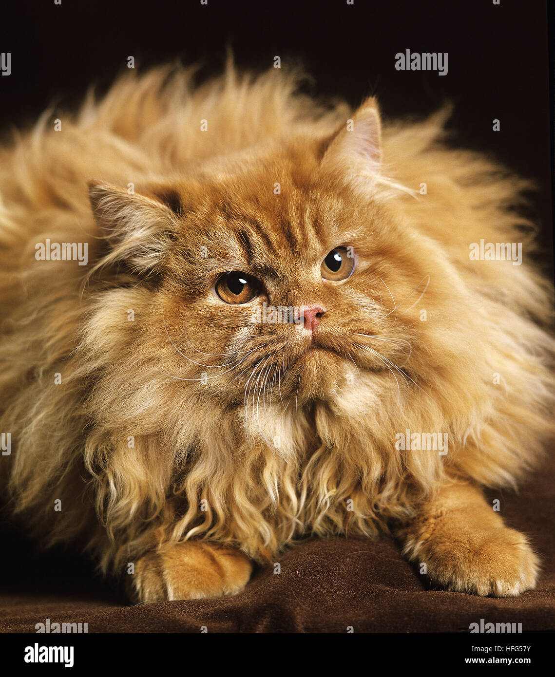 Black Persian Cat Wallpaper