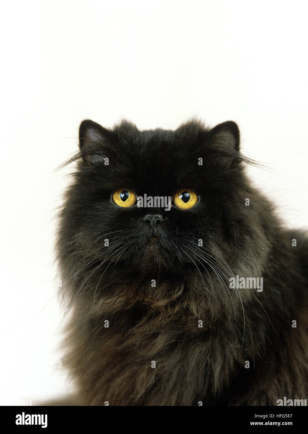 Black persian cat hi-res stock photography and images - Alamy