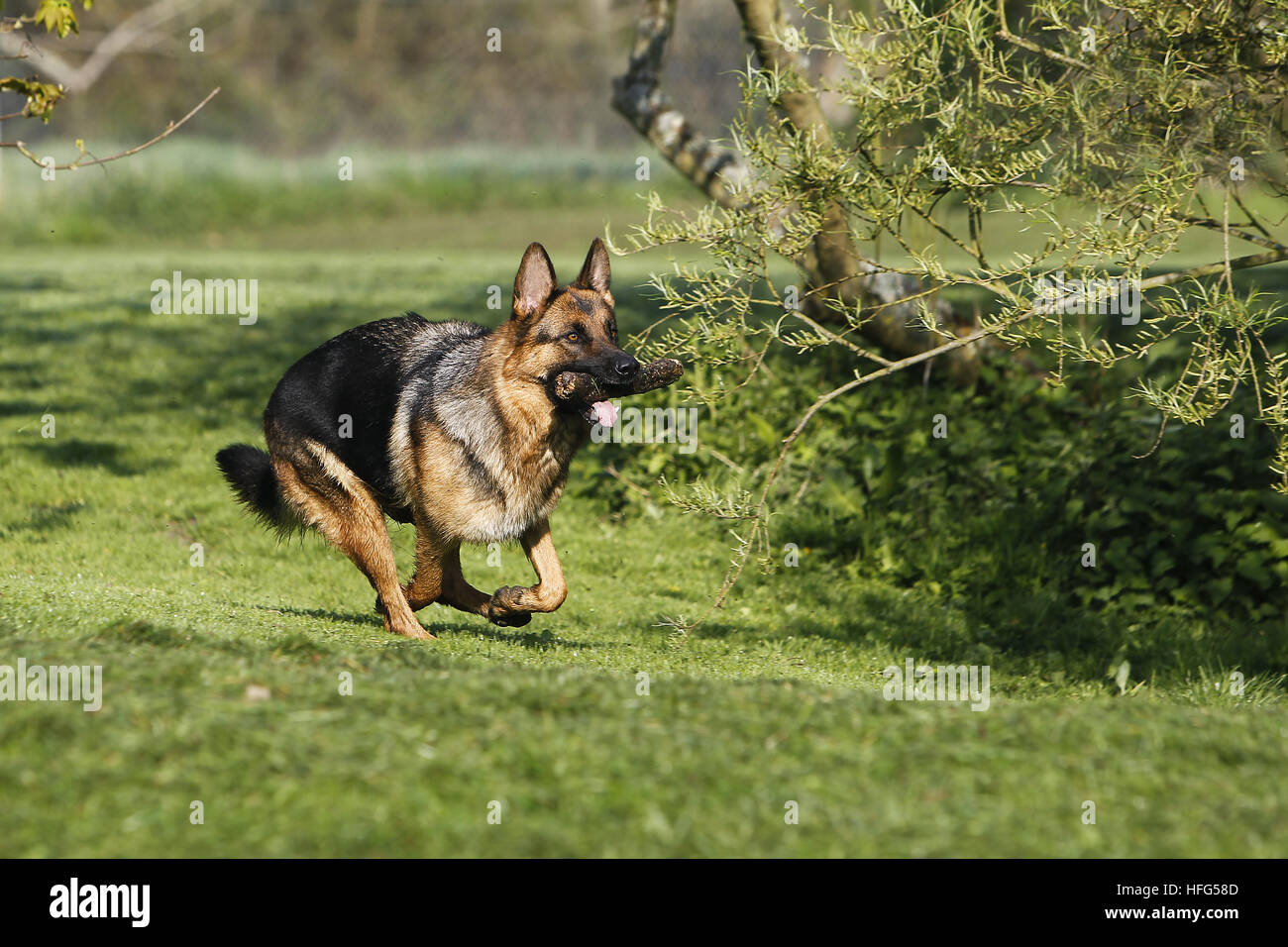 German Shepherd Dog, Adult running on Lawn, with Stick of Wood in Mouth ...