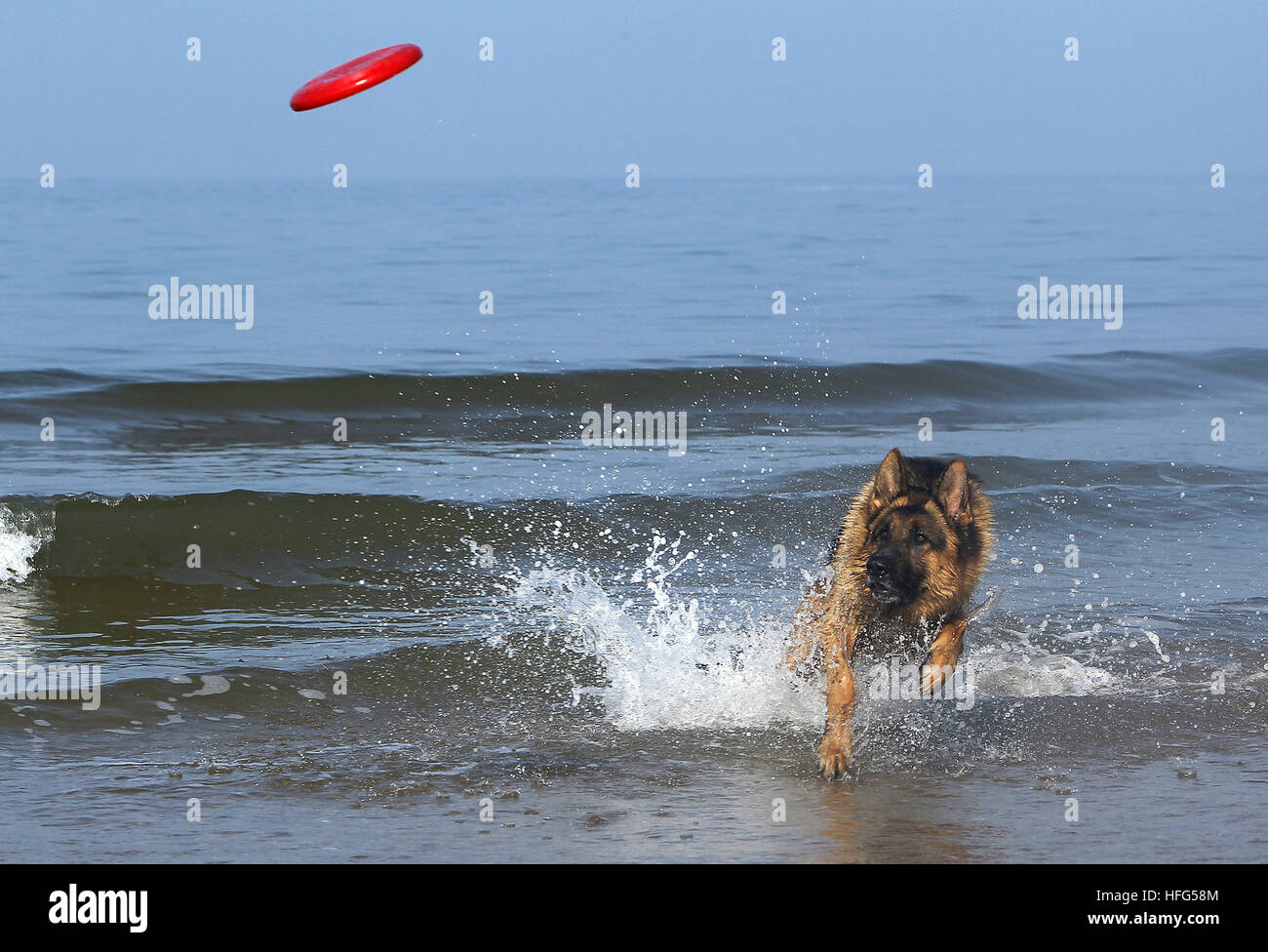 German Shepherd, Male catching frisbee, beach in Normandy Stock Photo ...