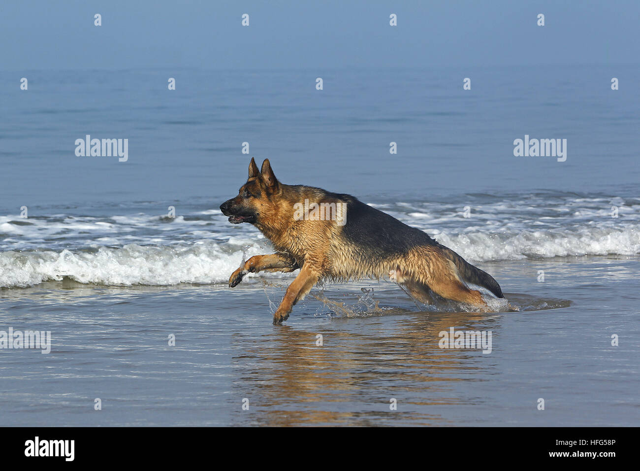 German Shepherd, Male playing in Waves, beach in Normandy Stock Photo ...