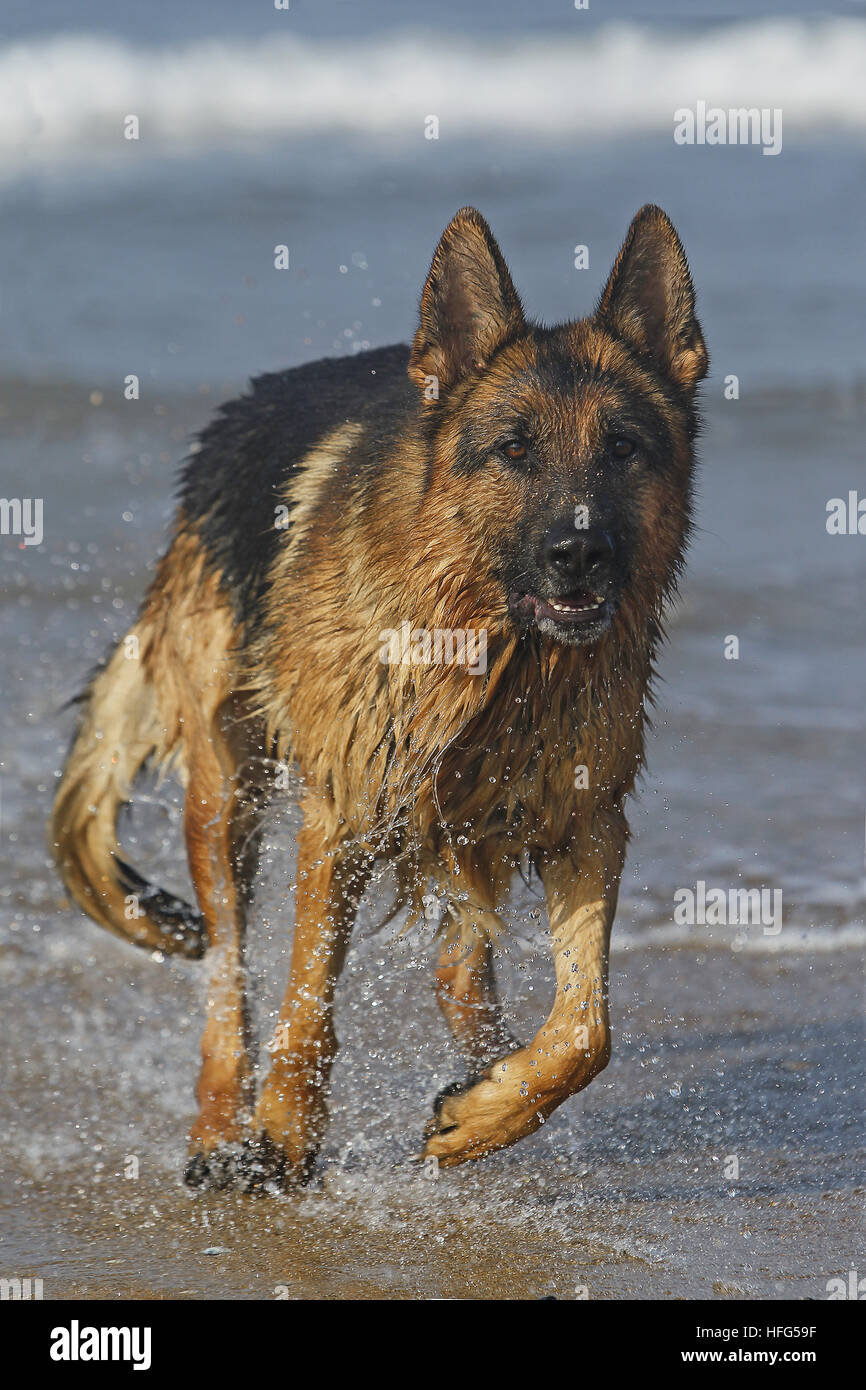 German shepherd on beach hi-res stock photography and images - Alamy