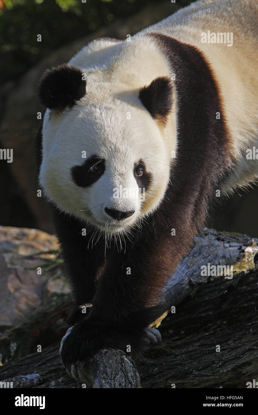 Giant Panda, ailuropoda melanoleuca Stock Photo - Alamy