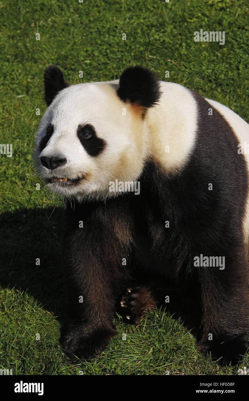 Sitting giant panda hi-res stock photography and images - Alamy