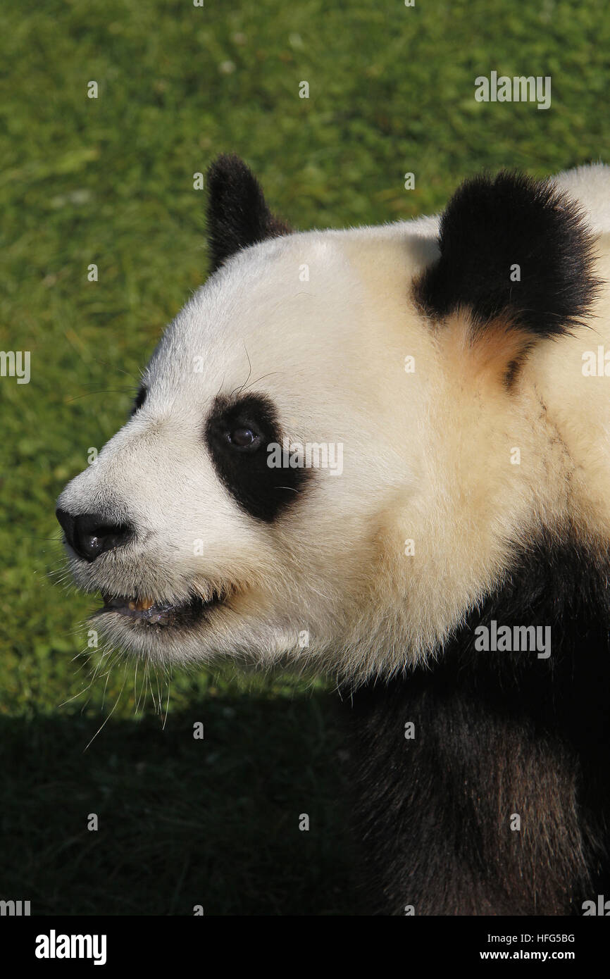 Panda head hi-res stock photography and images - Alamy