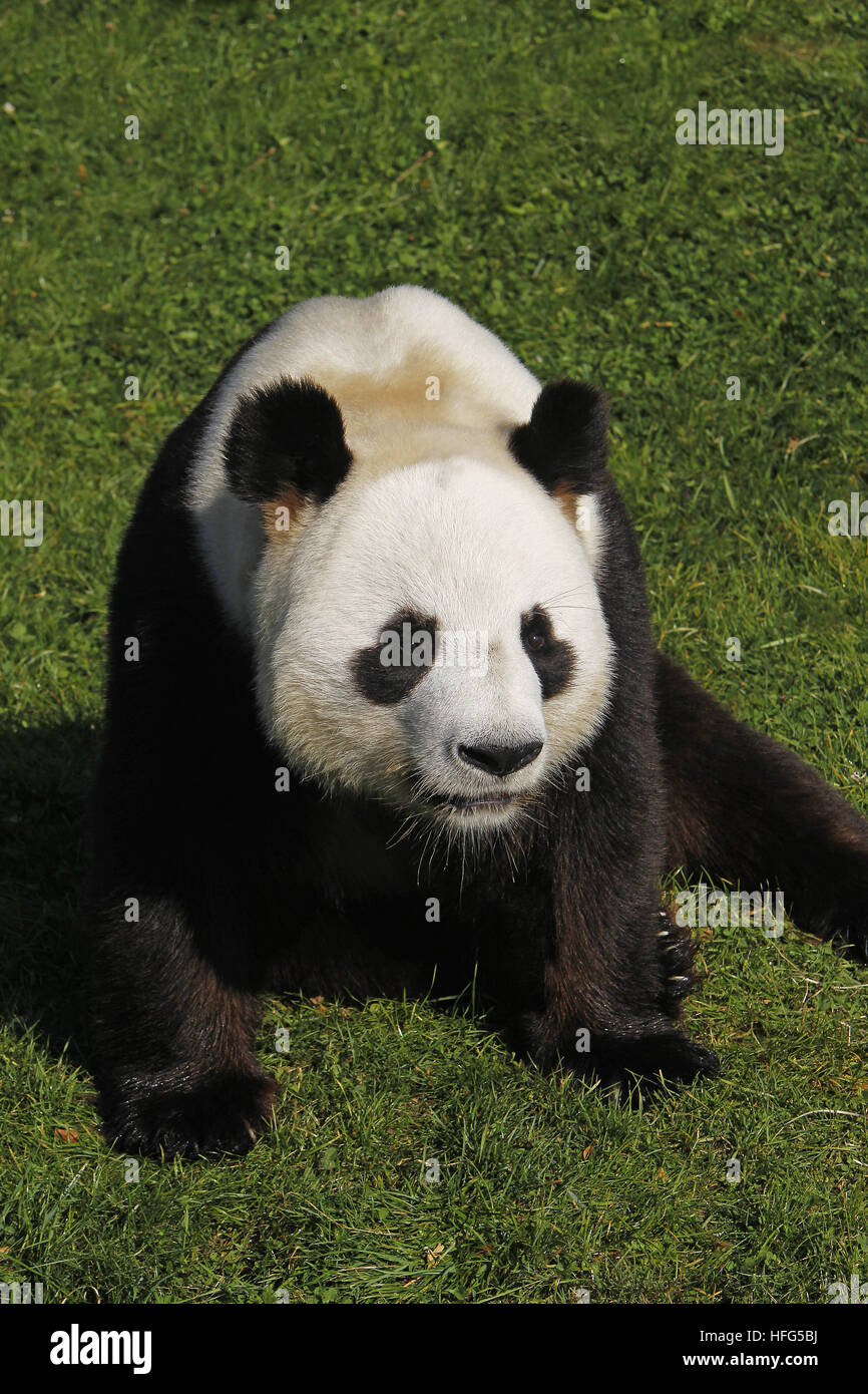 Sitting giant panda hi-res stock photography and images - Alamy
