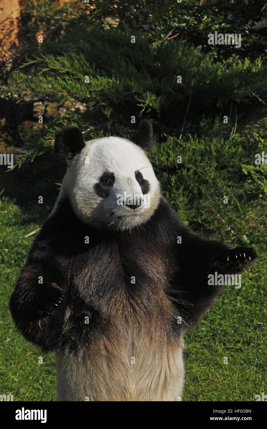 Adult giant panda ailuropoda melanoleuca hi-res stock photography and images - Alamy