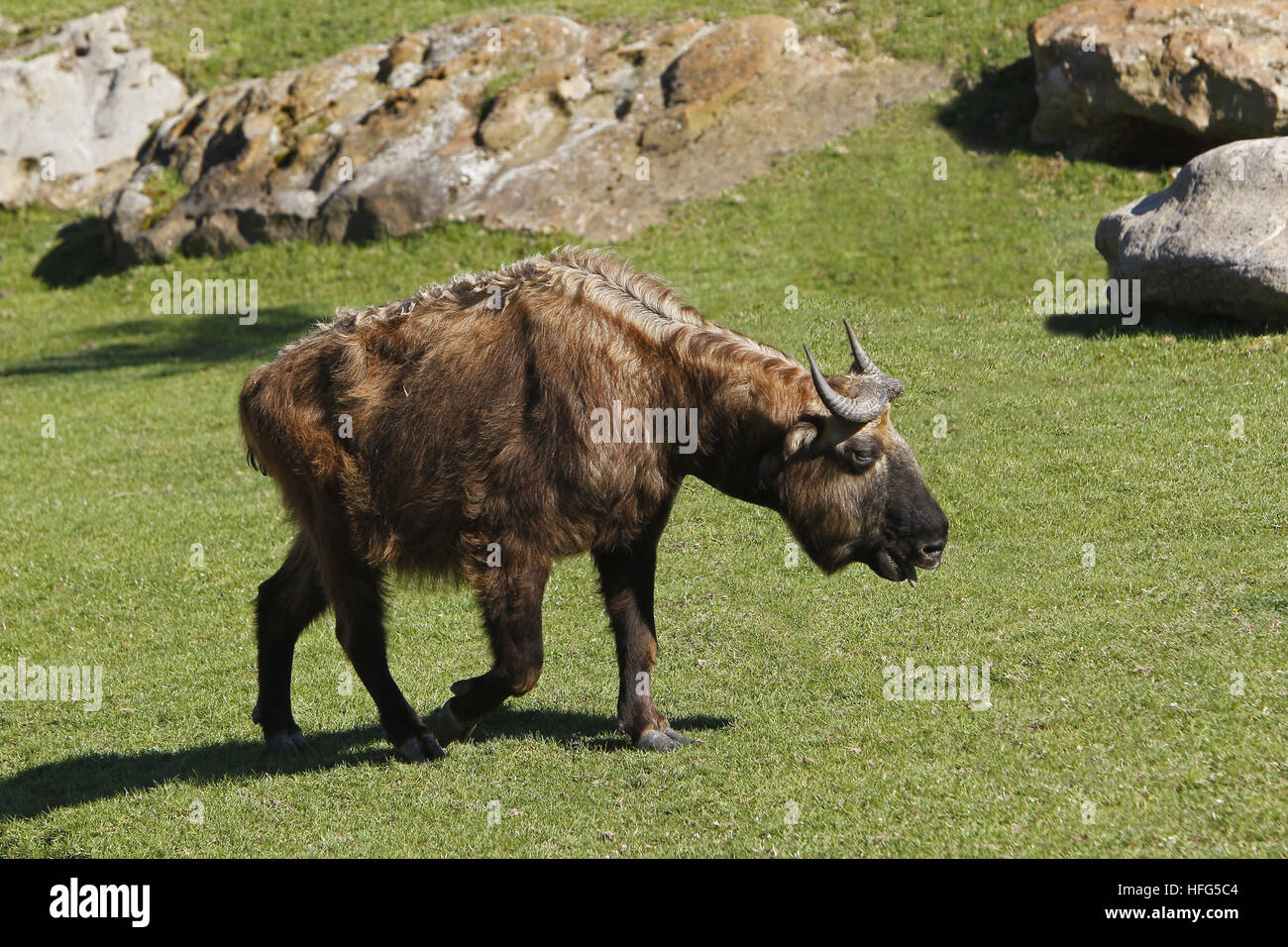 One adult takin hi-res stock photography and images - Alamy