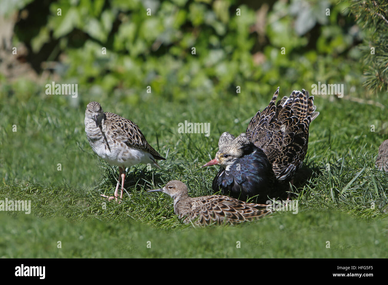 Male and female ruff bird hi-res stock photography and images - Alamy