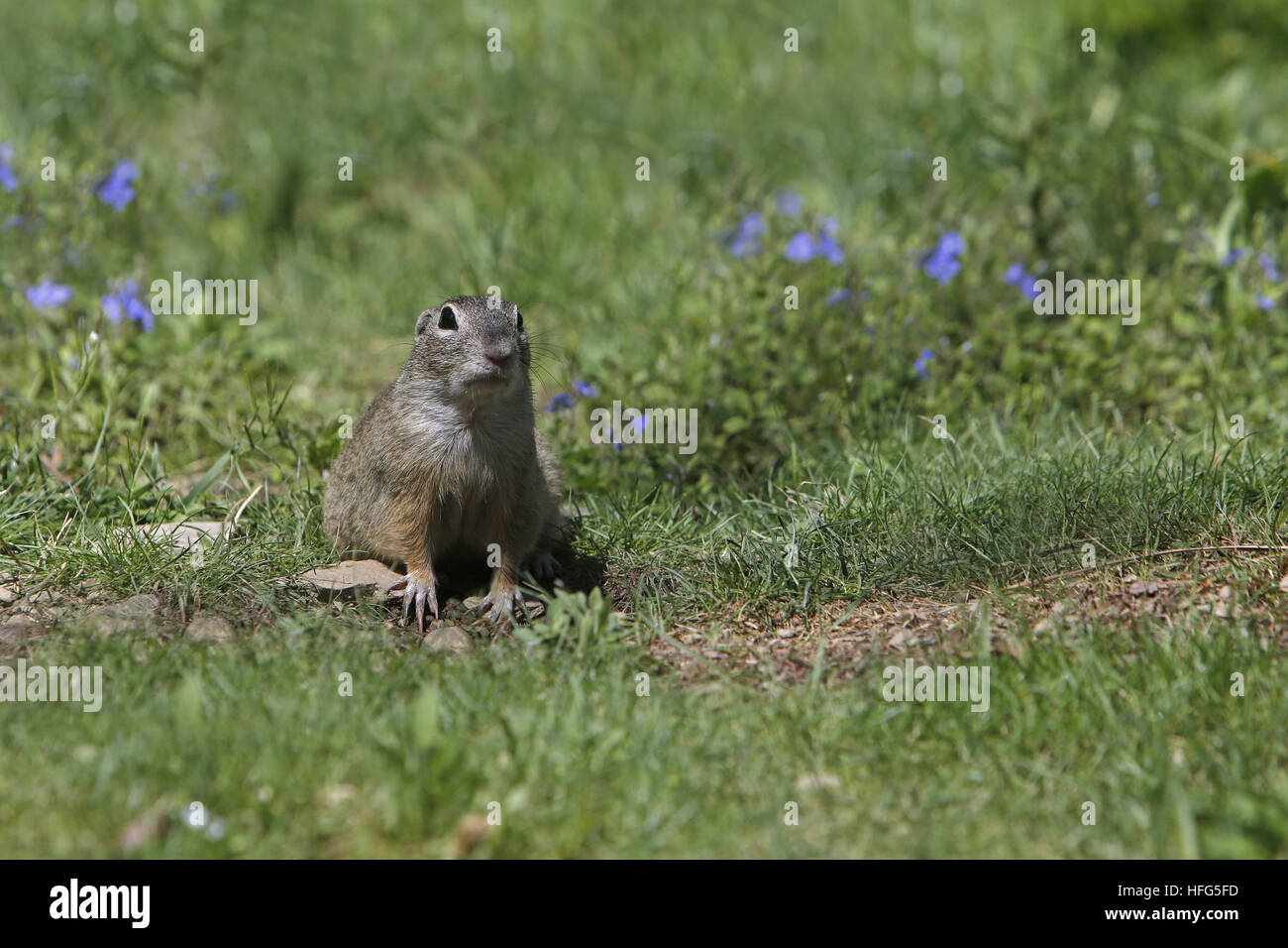 European Souslik, spermophilus citellus, Adult, France Stock Photo - Alamy
