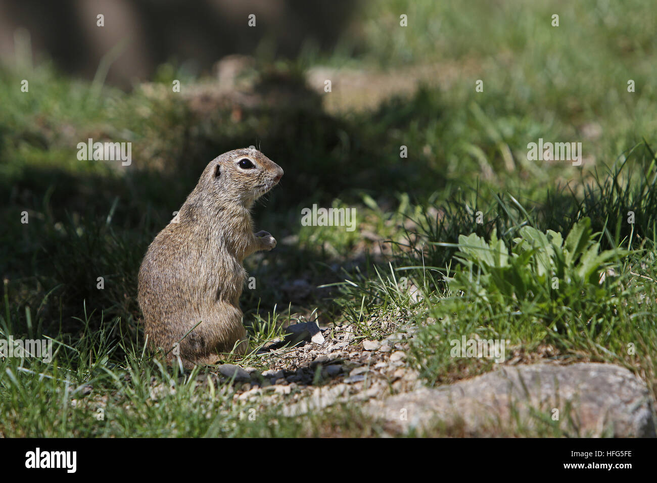 European Souslik, spermophilus citellus, Adult, France Stock Photo - Alamy