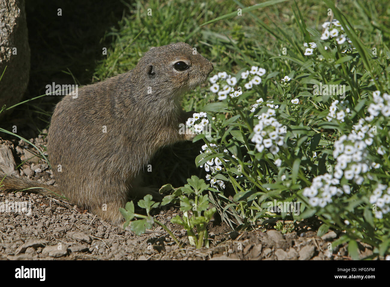 European Souslik, spermophilus citellus, Adult, France Stock Photo - Alamy