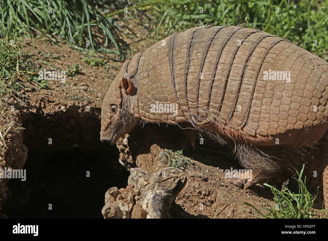 Armadillo Standing High Resolution Stock Photography and Images - Alamy