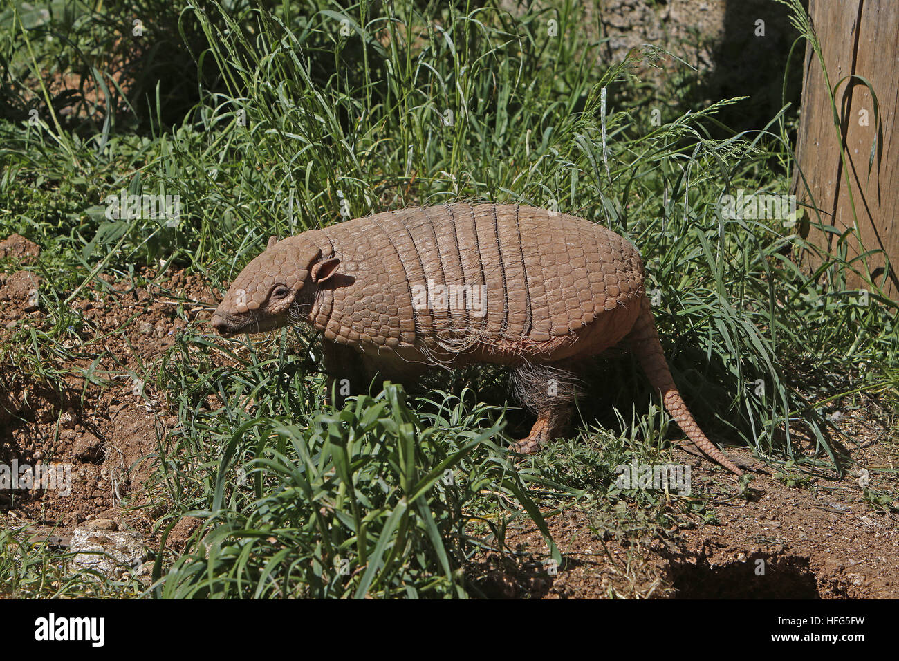Armadillo Standing Stock Photos & Armadillo Standing Stock Images - Alamy