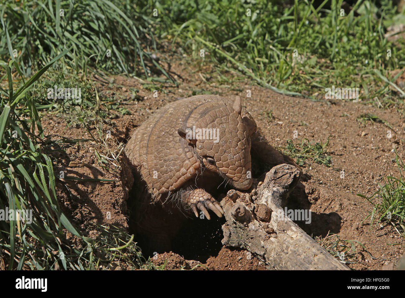 Armadillo standing hi-res stock photography and images - Alamy