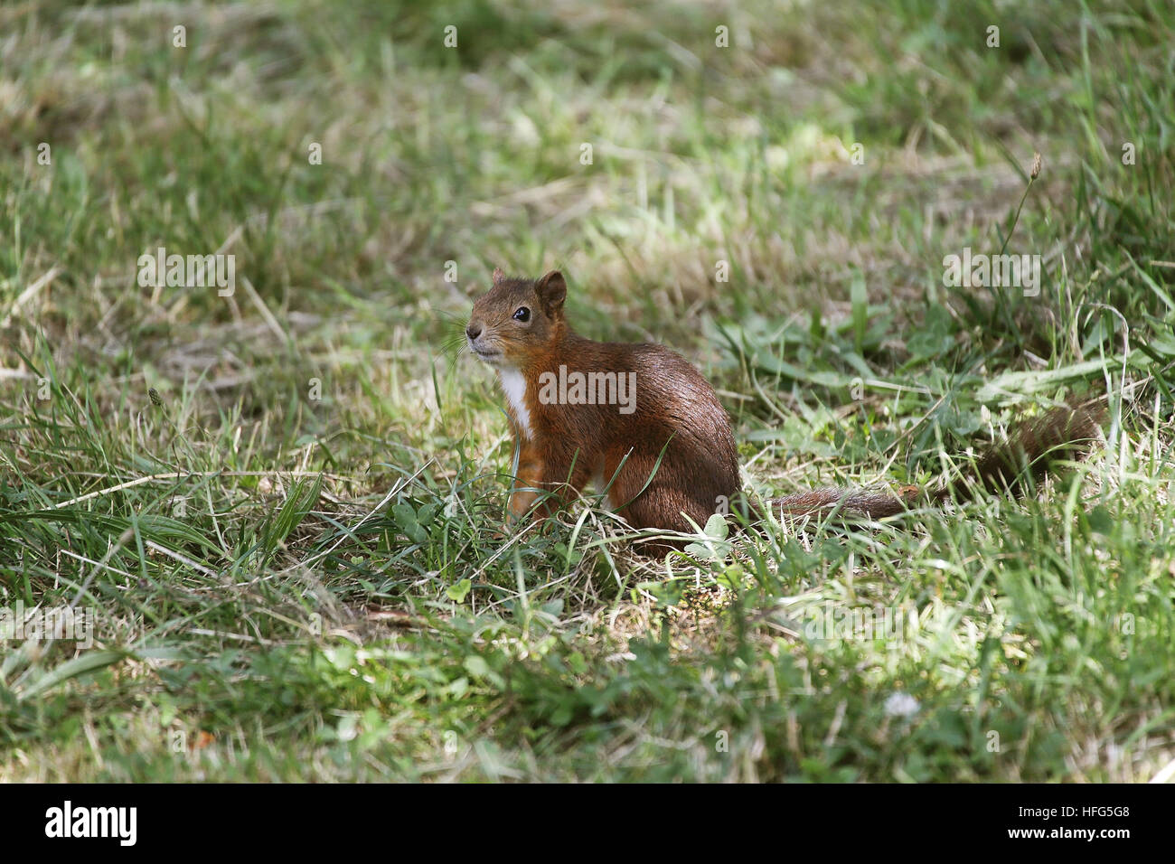 Red Squirrel, sciurus vulgaris, Adult standing on Grass, Auvergne in ...