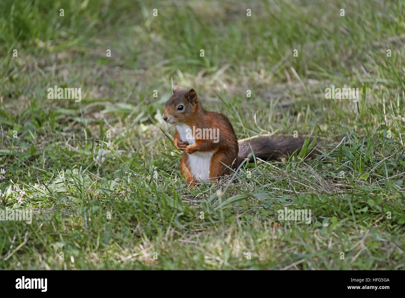Red squirrel face on hi-res stock photography and images - Alamy