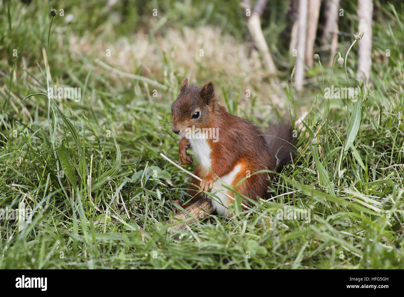 Red Squirrel, sciurus vulgaris, Adult standing on Grass, Auvergne in ...