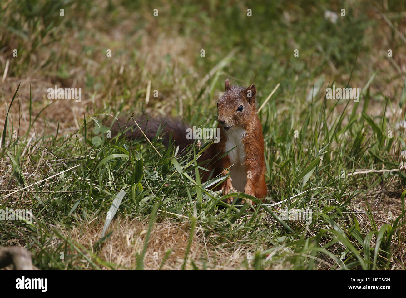 Red Squirrel, sciurus vulgaris, Adult standing on Grass, Auvergne in ...