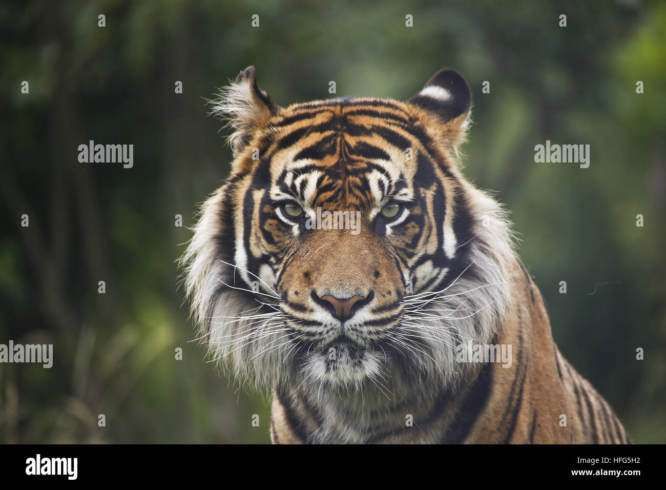 Sumatran tiger head hi-res stock photography and images - Alamy