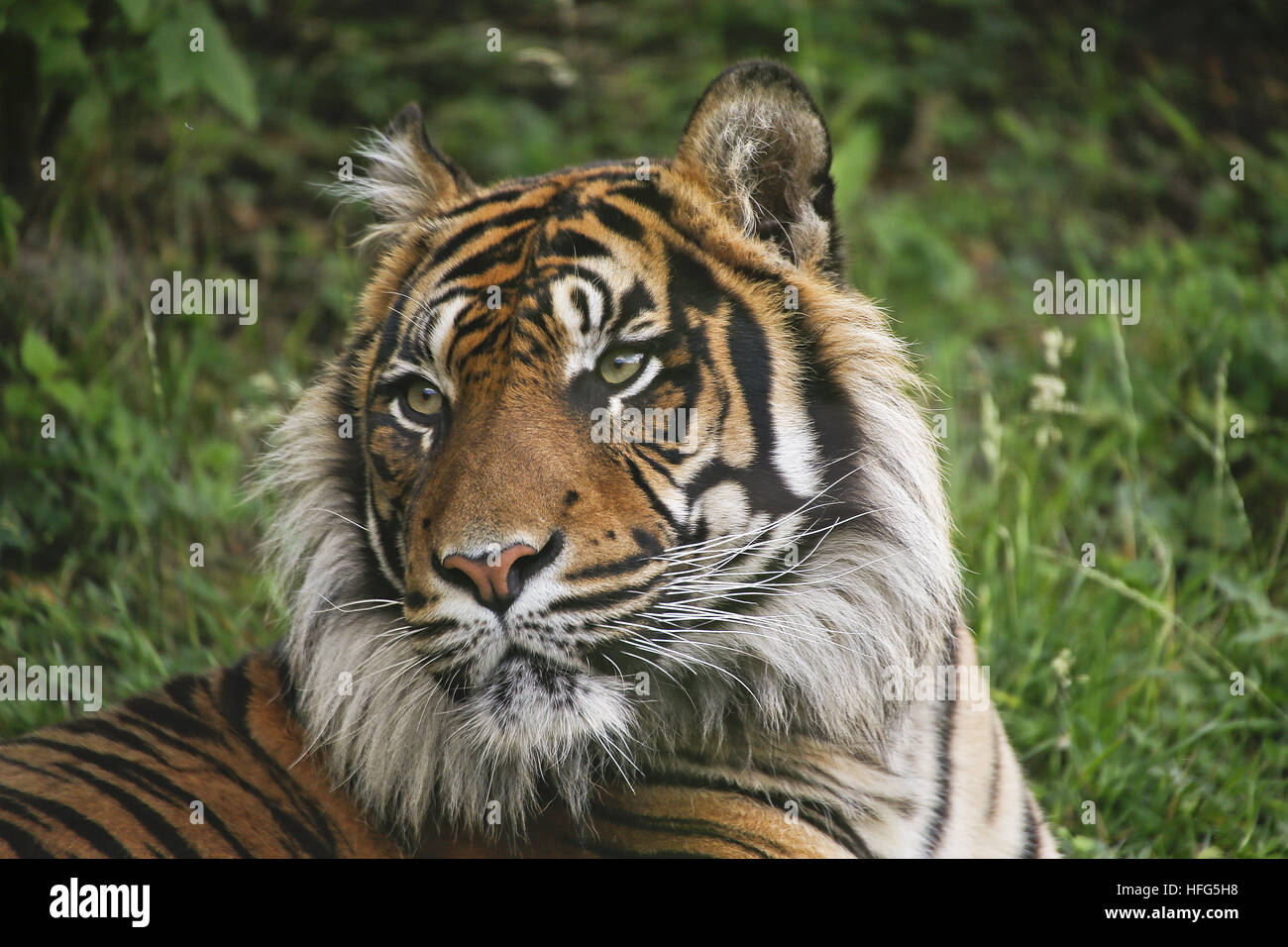 Sumatran tiger head hi-res stock photography and images - Alamy